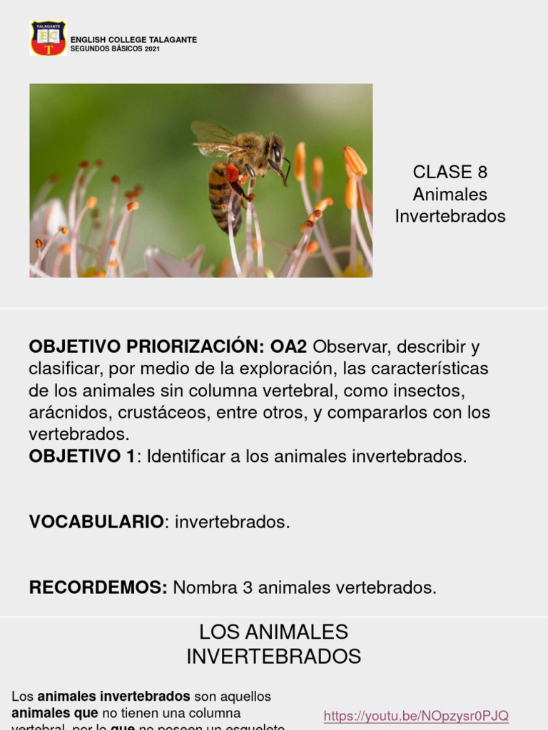 Clase N° 8 Los Invertebrados | PDF