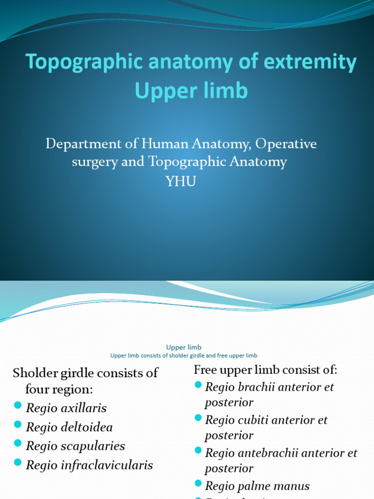 Upper Extremity | PDF | Arm | Thumb