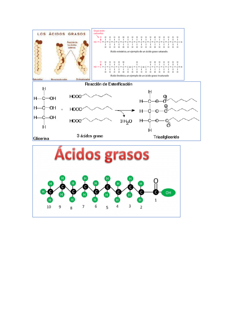 Acidos Grasos | PDF