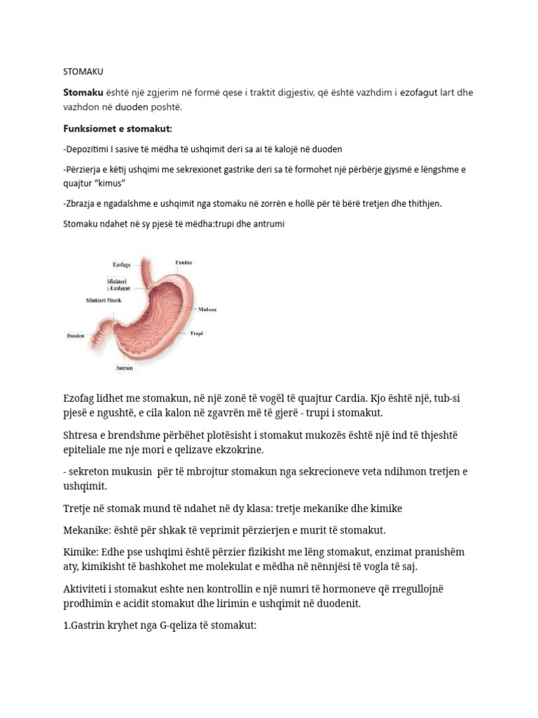Stomaku Është Një Zgjerim Në Formë Qese I Traktit Digjestiv, Që Është ...