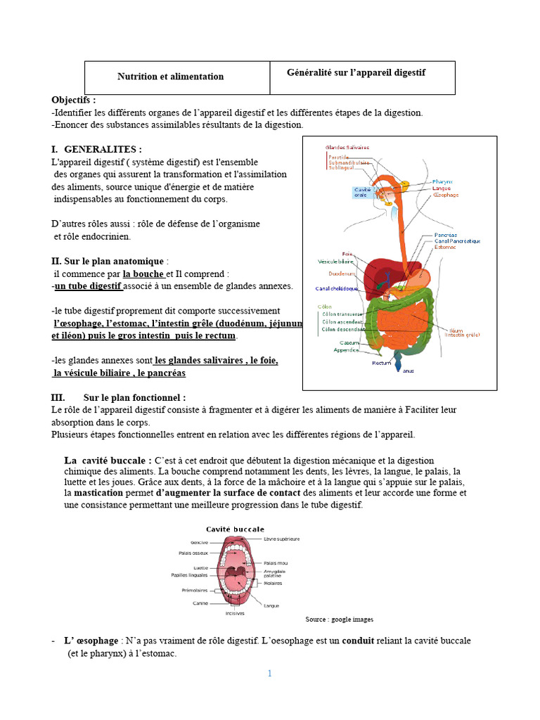 Le Système Digestif | PDF