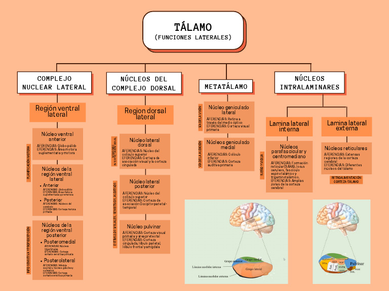 Funciones y Núcleos del Tálamo | PDF | Tálamo | Cerebro