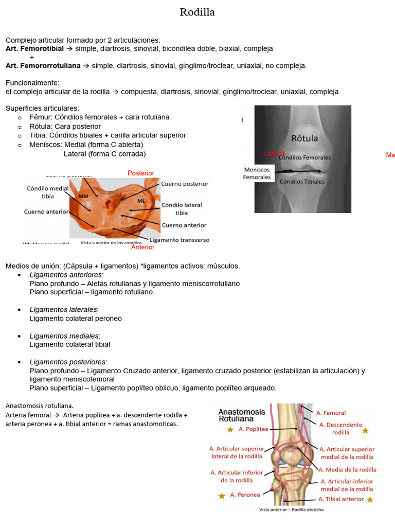 Rodilla | PDF | Rodilla | Anatomía del miembro inferior
