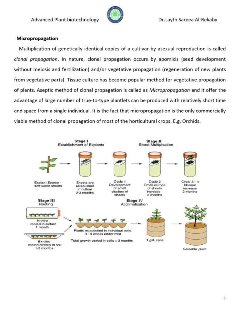 Micropropagation 4 | PDF | Biology | Reproduction