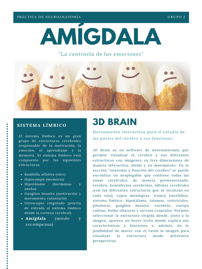 Amígdala Centinela de Las Emociones | PDF | Sistema límbico | Cerebro