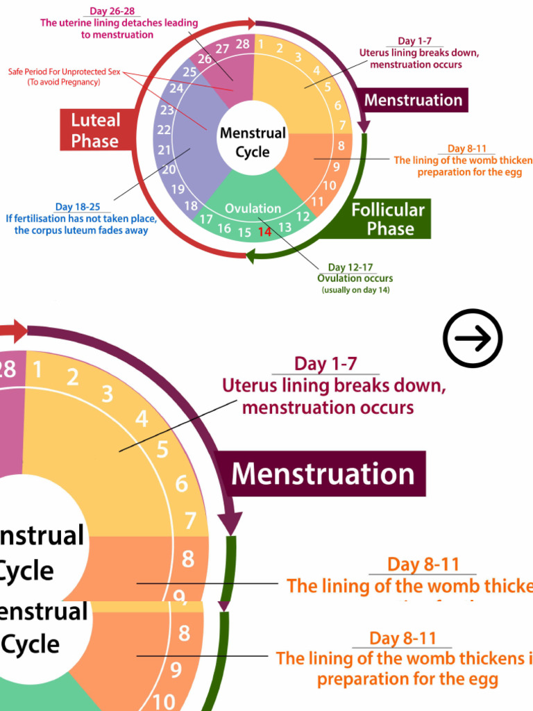 Stages of The Menstrual Cycle - Morph Version 2 | PDF