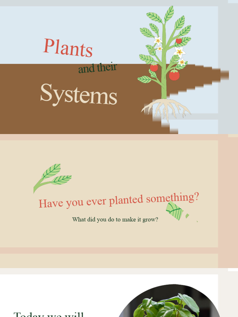 Plants and Their Systems | PDF | Root | Leaf