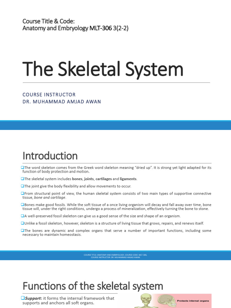 4-The Skeletal System | PDF | Vertebral Column | Bone