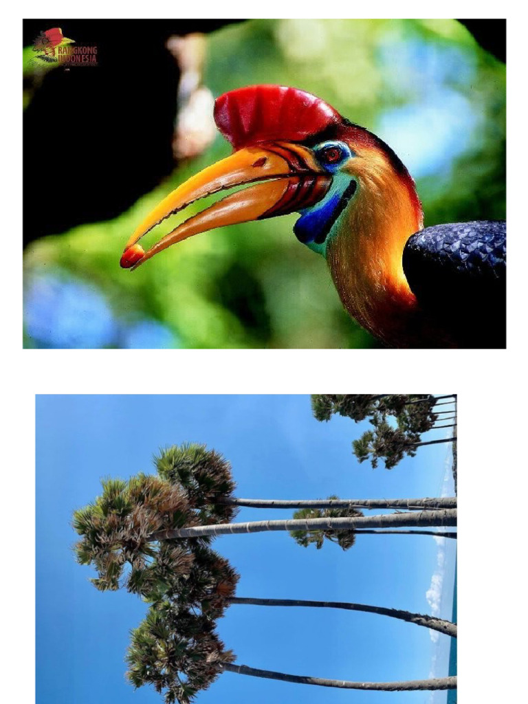 FLORA DAN FAUNA SULAWESI | PDF