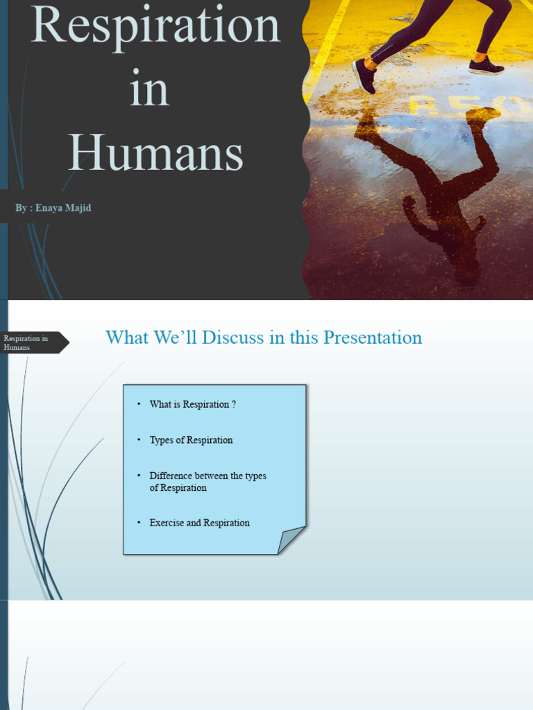 Respiration in Humans | PDF | Cellular Respiration | Oxygen