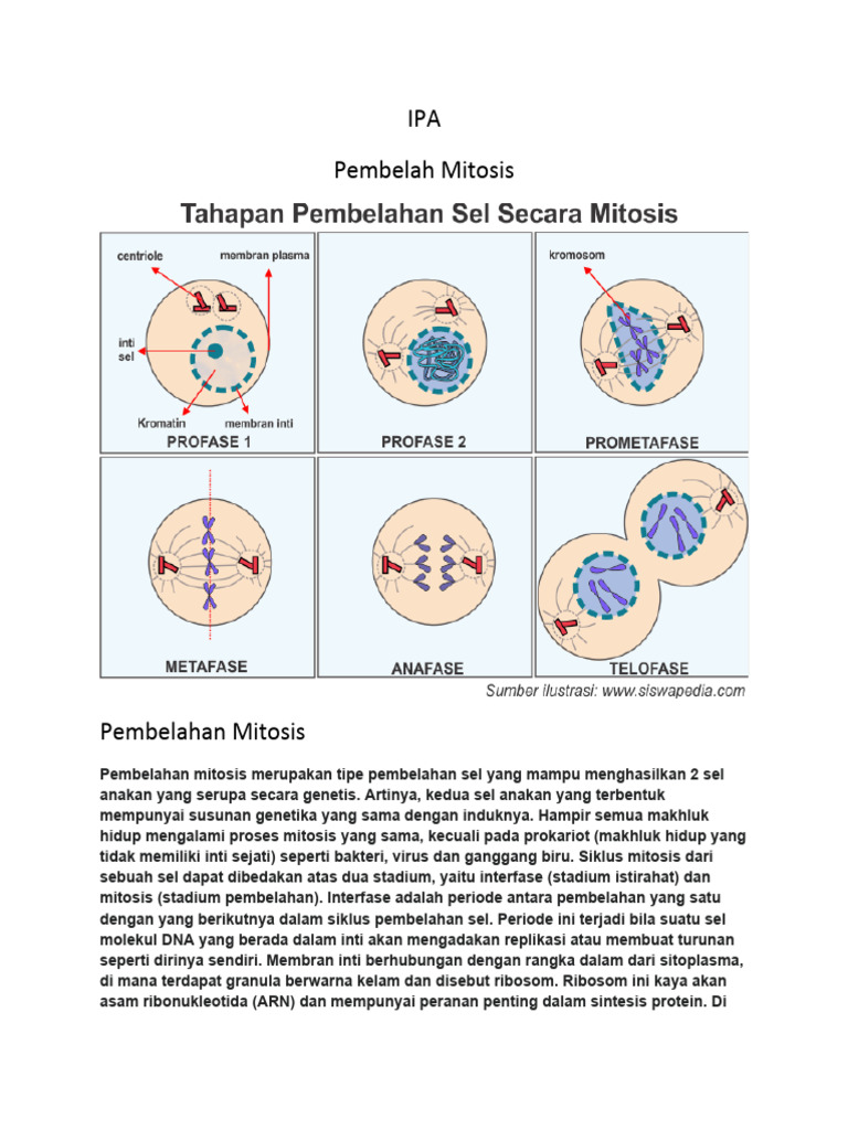 IPA Tugas 1 Pembelahan Mitosis Ellohim.D.N 9C-11 | PDF