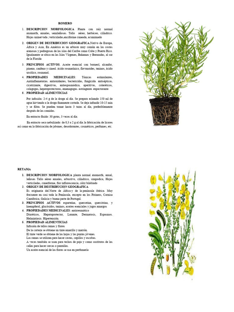 Herbario Imprimir | PDF