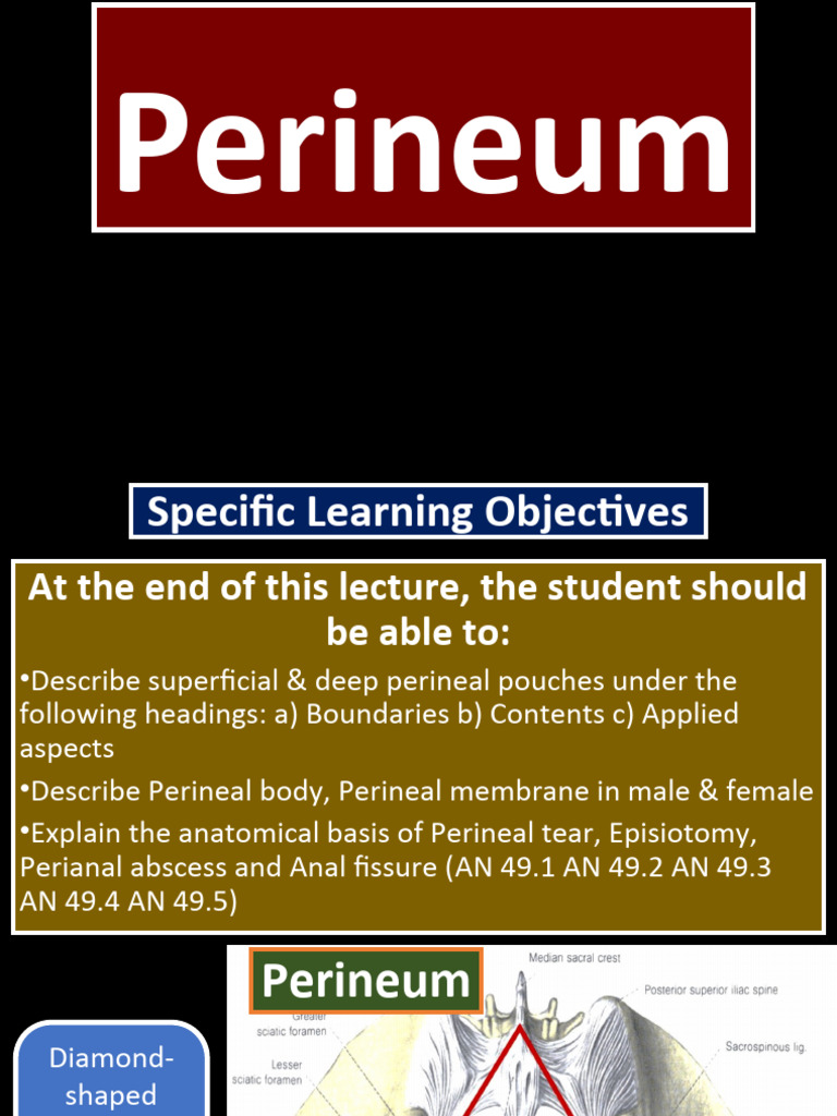 Perineum | Download Free PDF | Labia | Anatomy