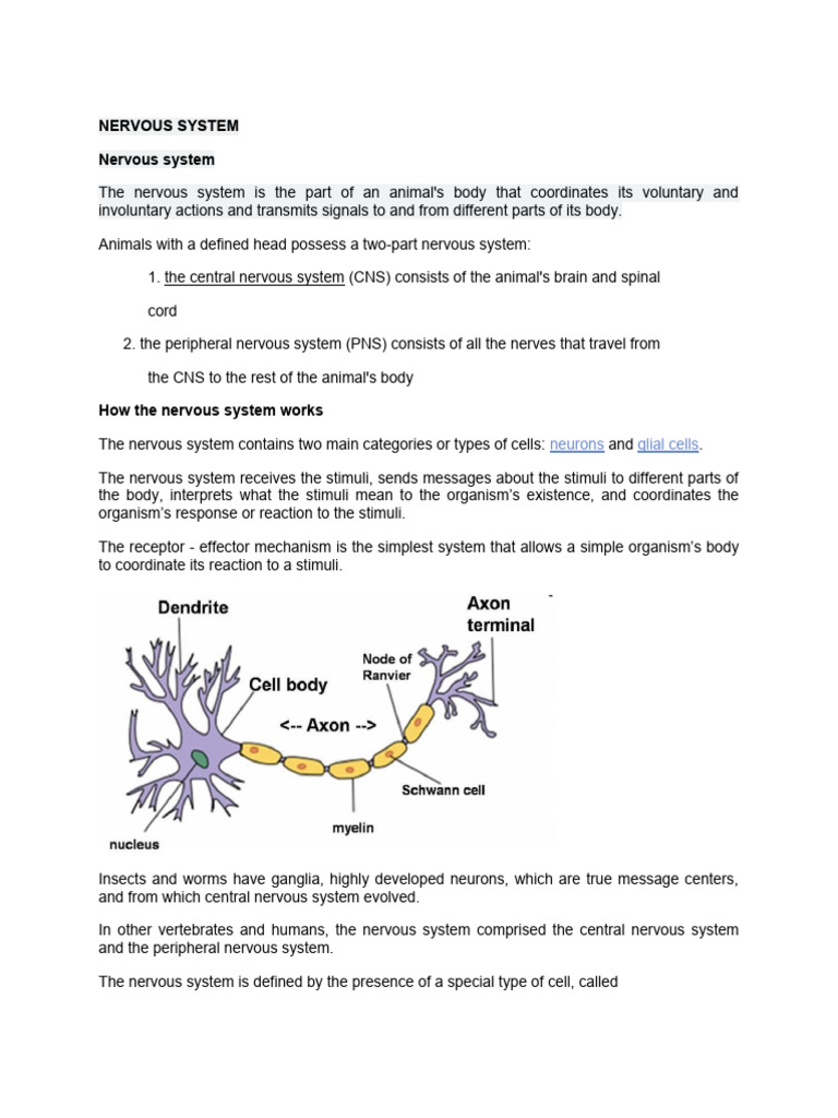 Nervous System Notes | PDF | Nervous System | Central Nervous System