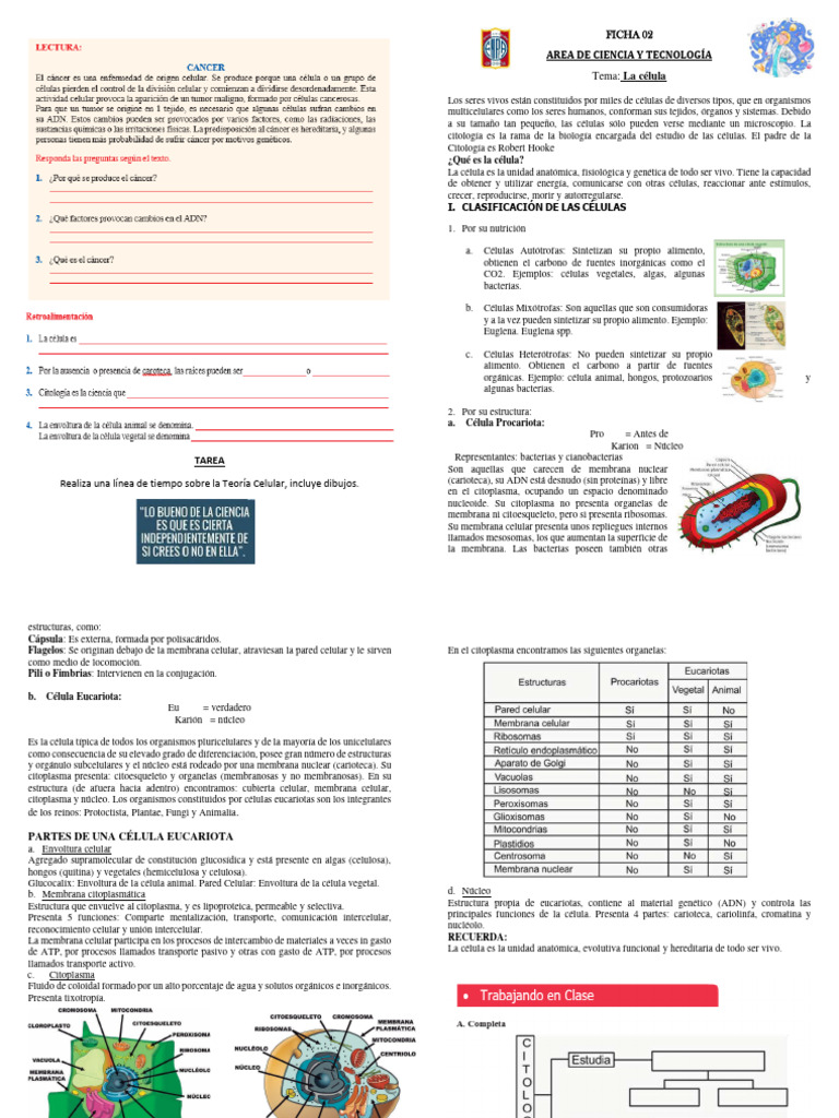 2do de Secundaria. Ficha 02. La Célula. | PDF