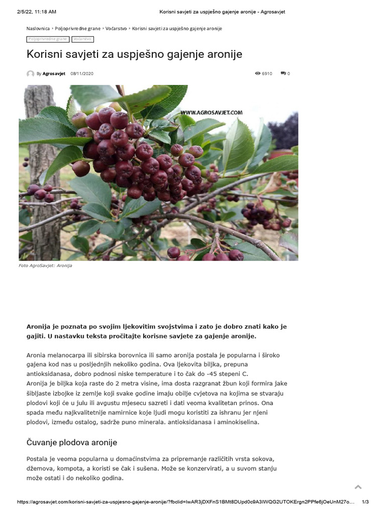 Korisni Savjeti Za Uspješno Gajenje Aronije - Agrosavjet | PDF