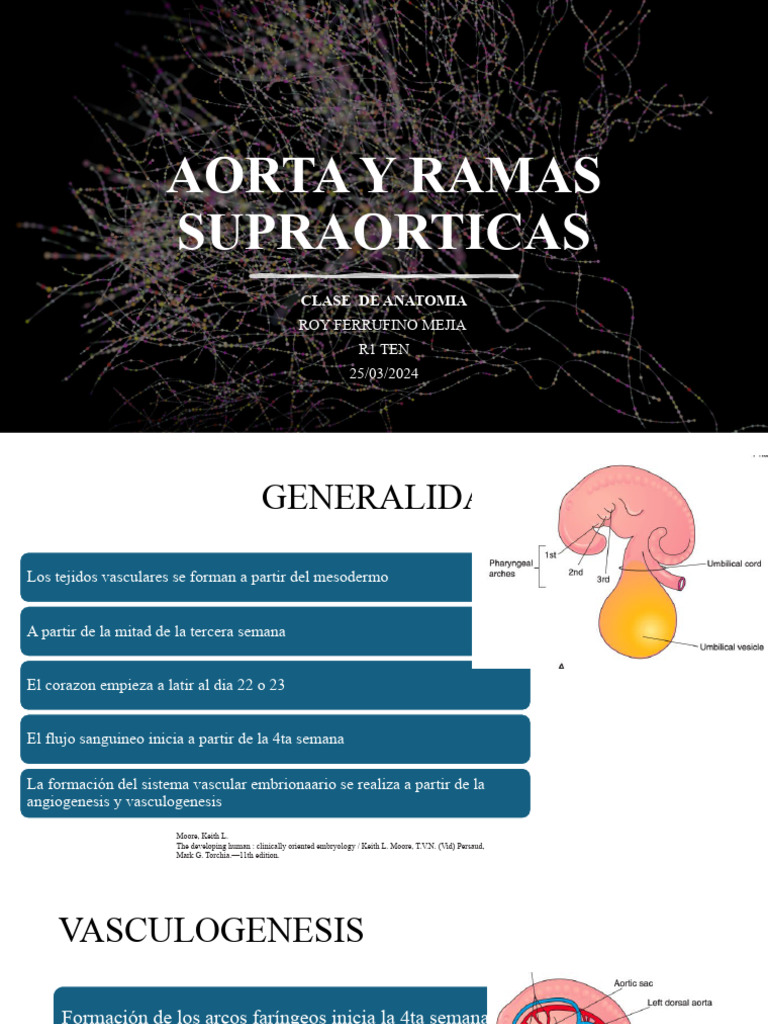 AORTA Y RAMAS SUPRAORTICAS (Autoguardado) | Descargar gratis PDF ...