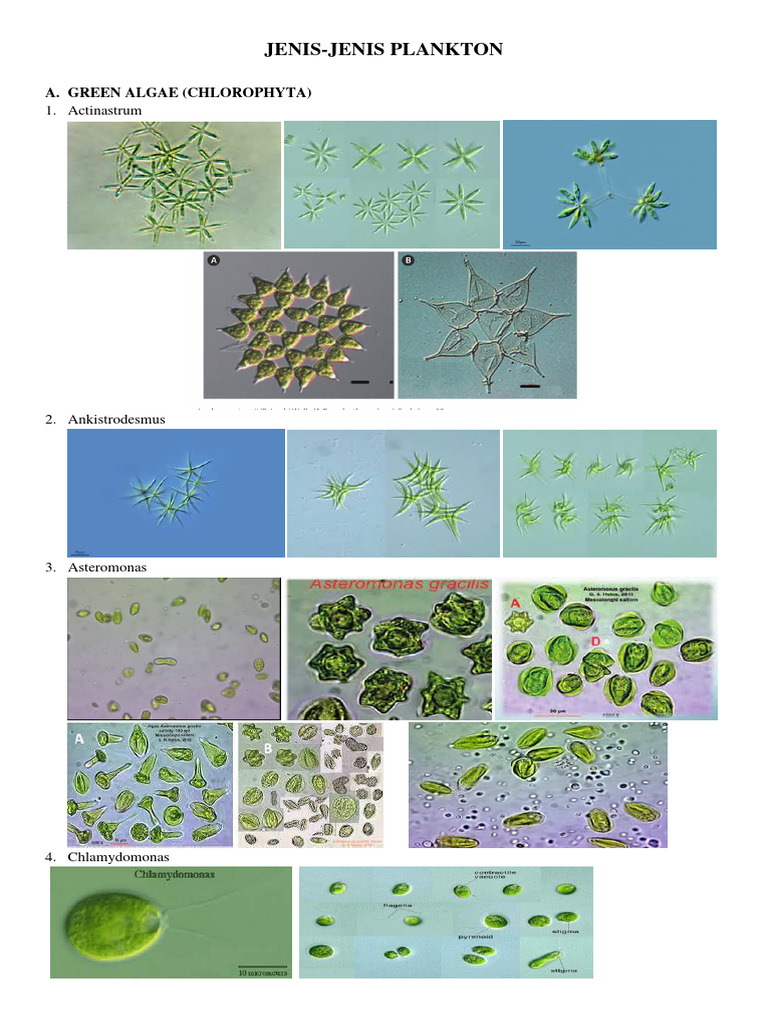 Identifikasi Jenis-Jenis Plankton | PDF | Algae | Eukaryotes