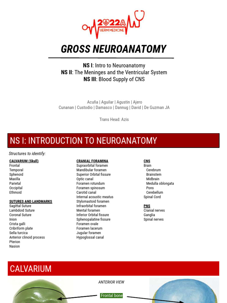 Comprehensive Guide to Gross Neuroanatomy | PDF | Brainstem | Vein