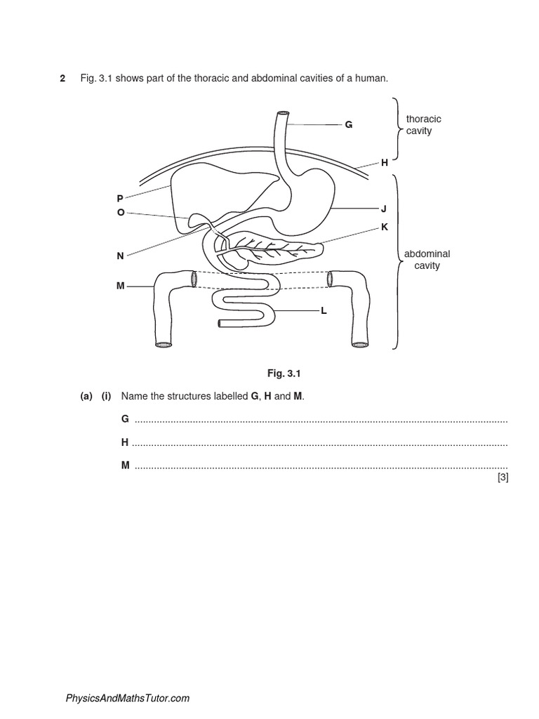Z5 | PDF | Digestion | Bile