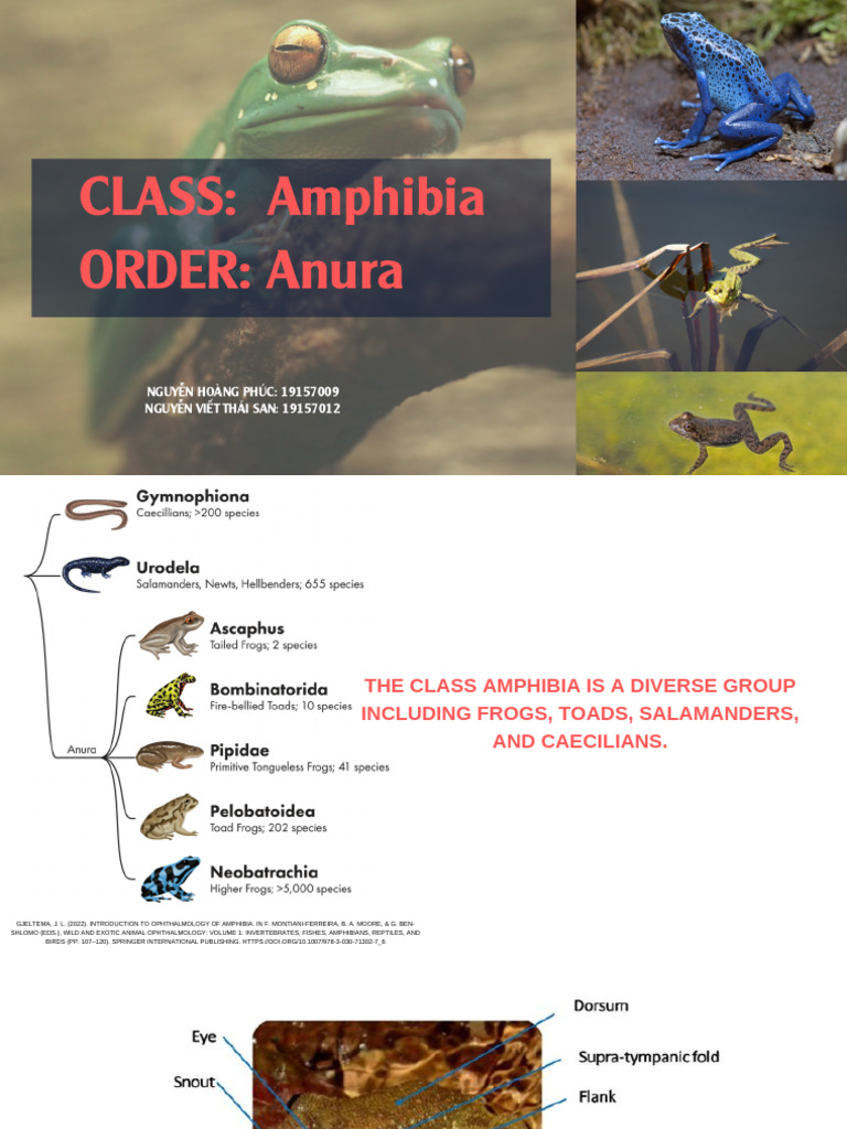 Evolution of Anura | PDF | Frog | Amphibian