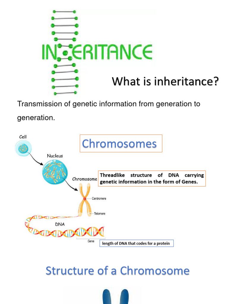 inheritance_1 | PDF