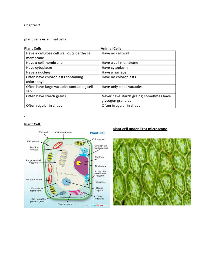 Chapter 2 bio notes | PDF | Chloroplast | Cell (Biology)