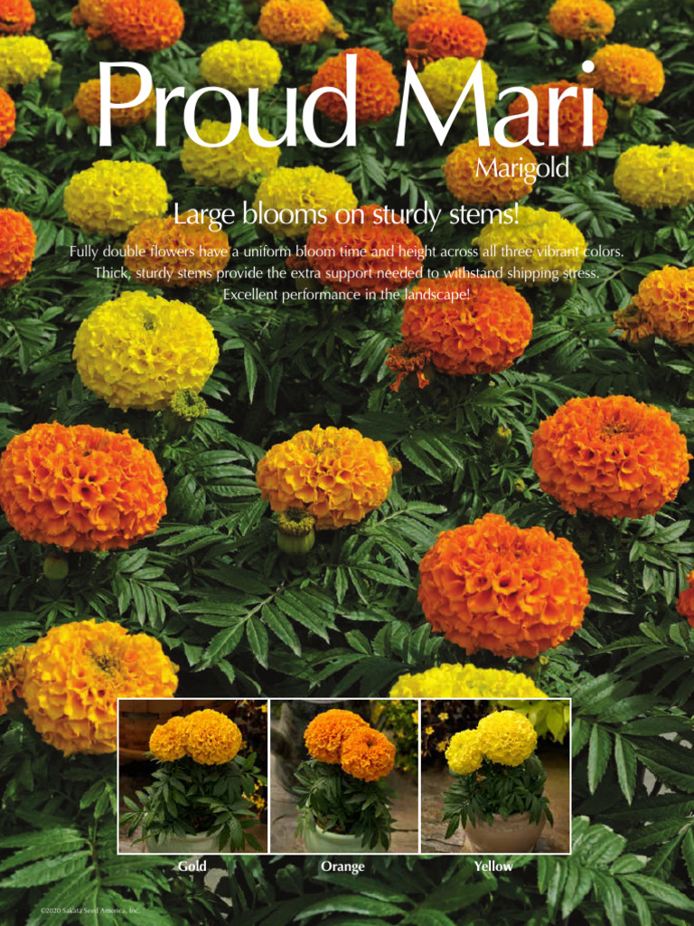 Marigold Proud Mari Culture Sheet | PDF | Botany | Plants