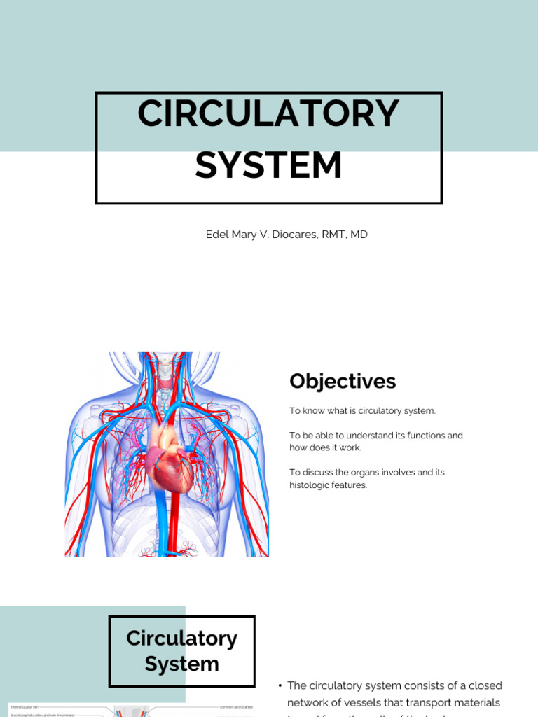 11 Circulatory-System | PDF | Artery | Vein