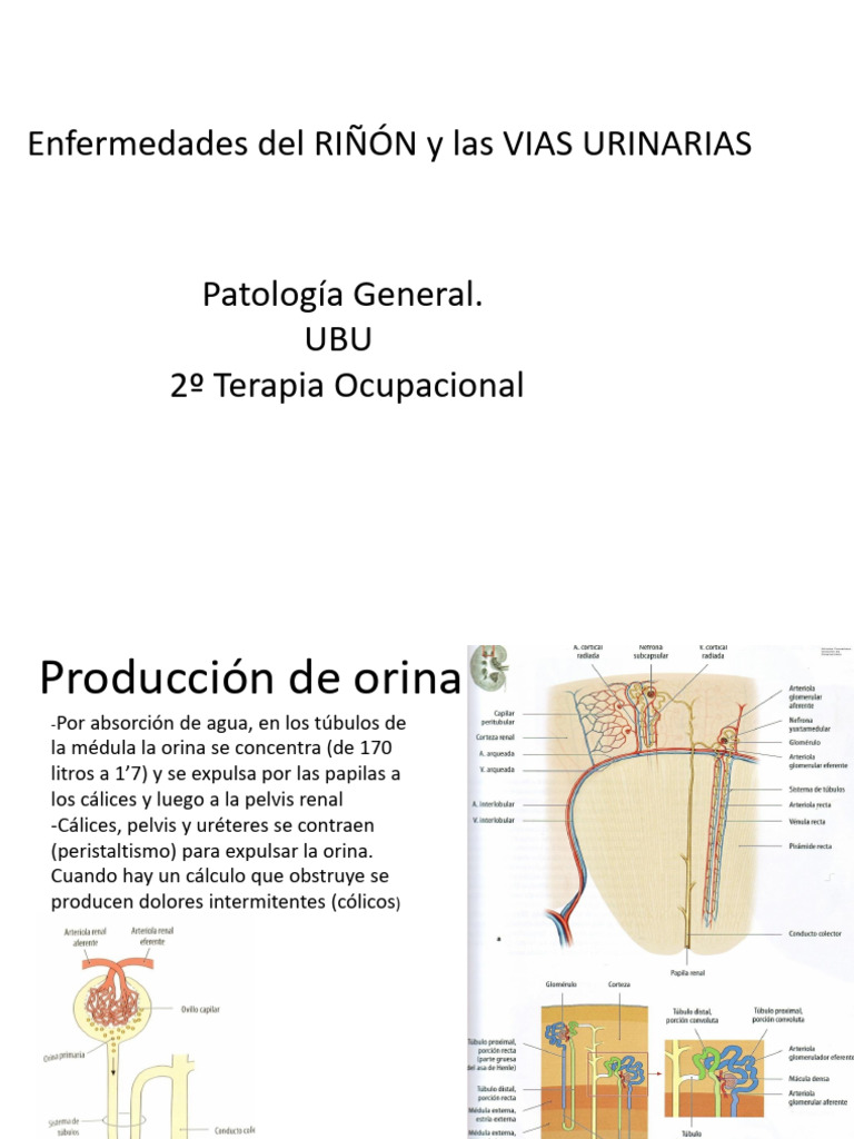11-Enfermedades Del Riñón y Vías Urinarias PDF | PDF | Riñón ...