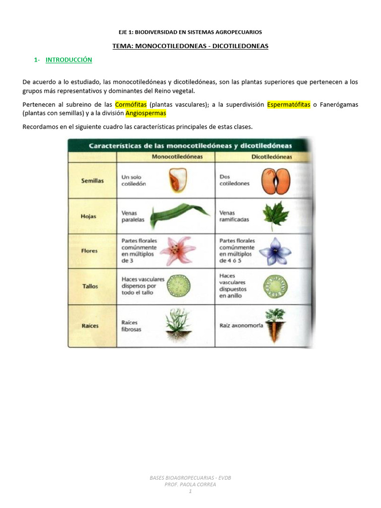 TEMA 2 Mono y Dicotiledóneas | PDF | Hoja | Plantas