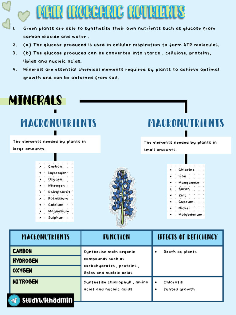 BIO CH3 F5 STUDYWITHADMIN | PDF | Nutrients | Root