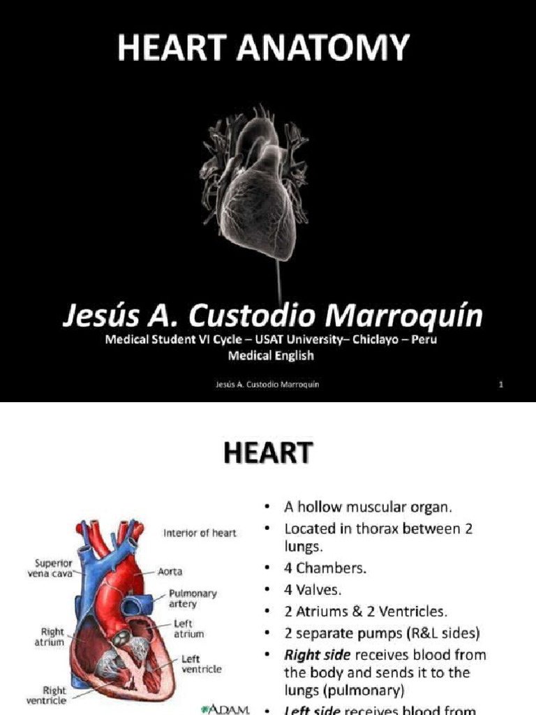 Anatomy of Heart | PDF