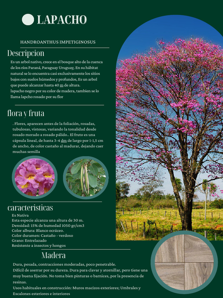 Características del Lapacho Negro | PDF