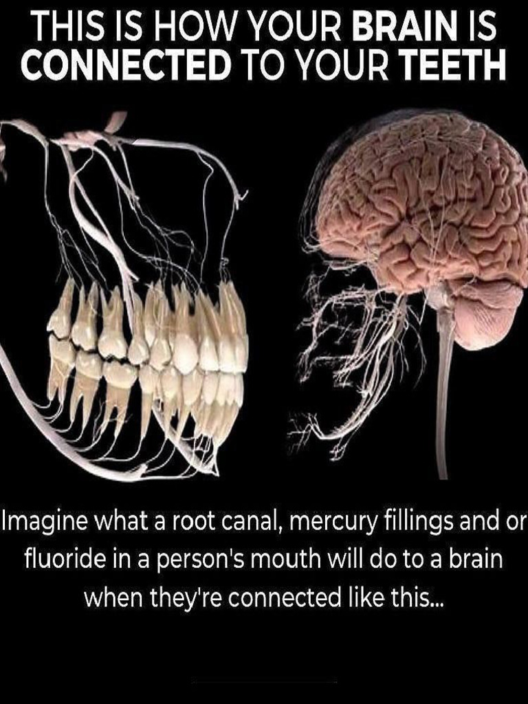 Teeth Connections | PDF