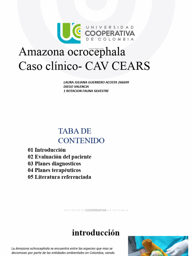Caso Clinico Laura - Diego Lora Frente Amarilla Fauna | PDF