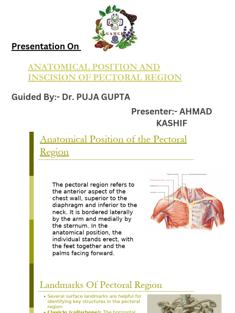 Pectoral Region Incision Techniques | PDF | Thorax | Anatomy
