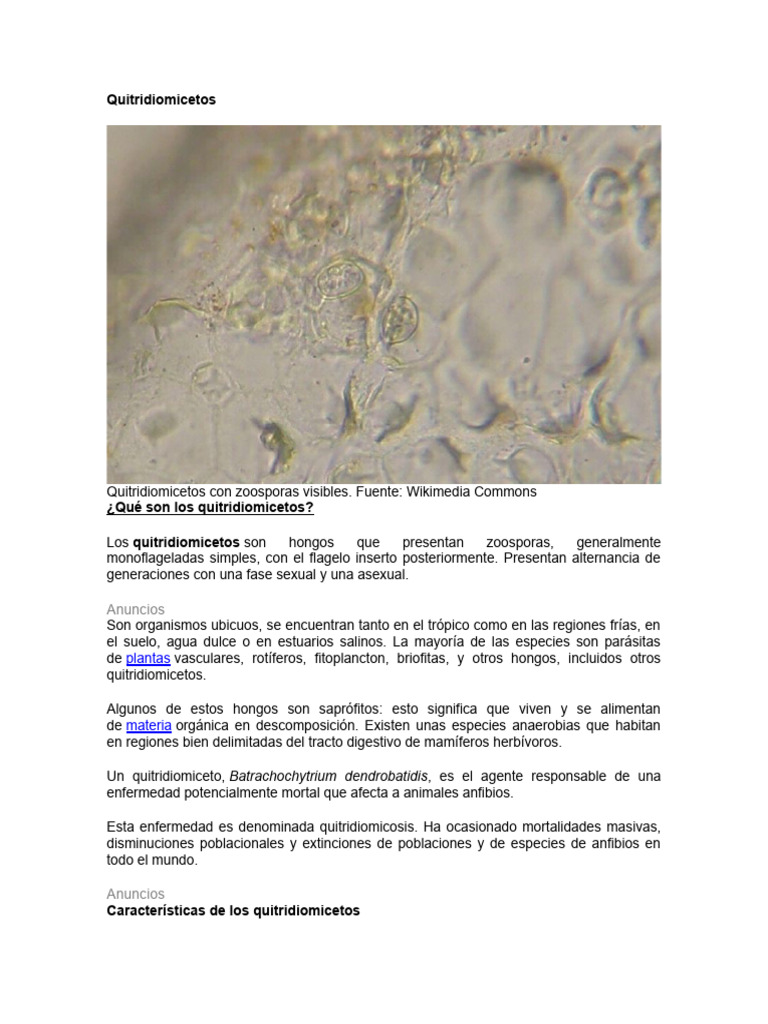 Características de los Quitridiomicetos | PDF | Hongo | Biología