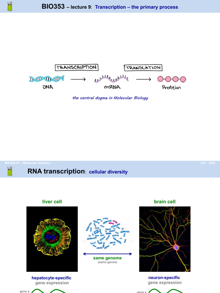BIO353 Lecture9 (Transcription Shf 2021 Long | PDF | Gene | Promoter ...