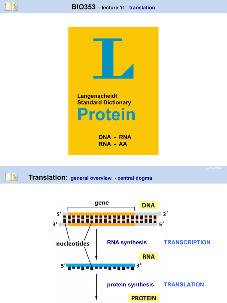 BIO353 Lecture11 (Translation) SHF 2021 Web | PDF | Translation ...