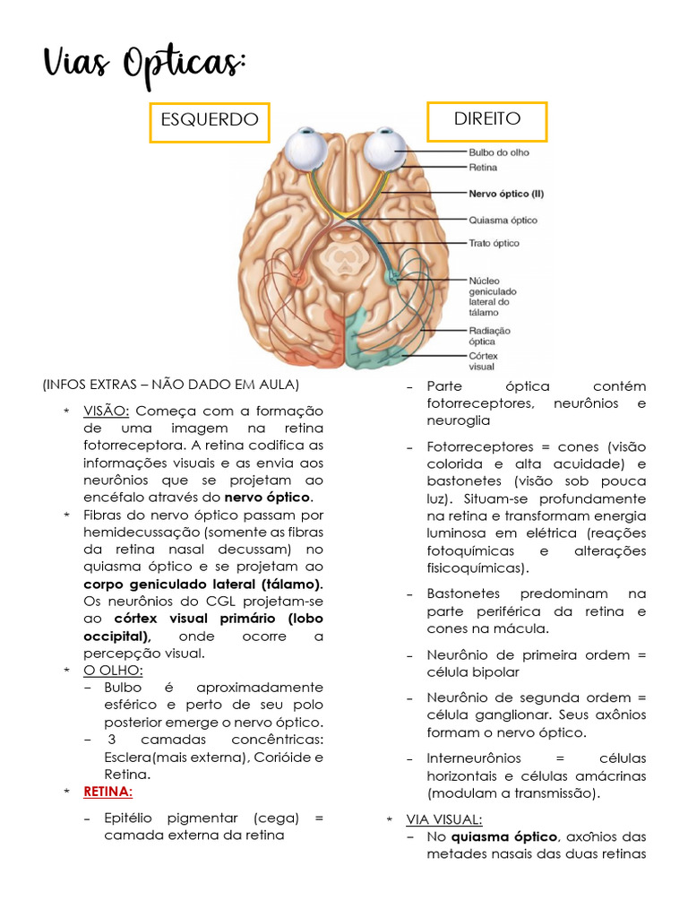 Vias Opticas em PDF | PDF | Sistema visual | Retina
