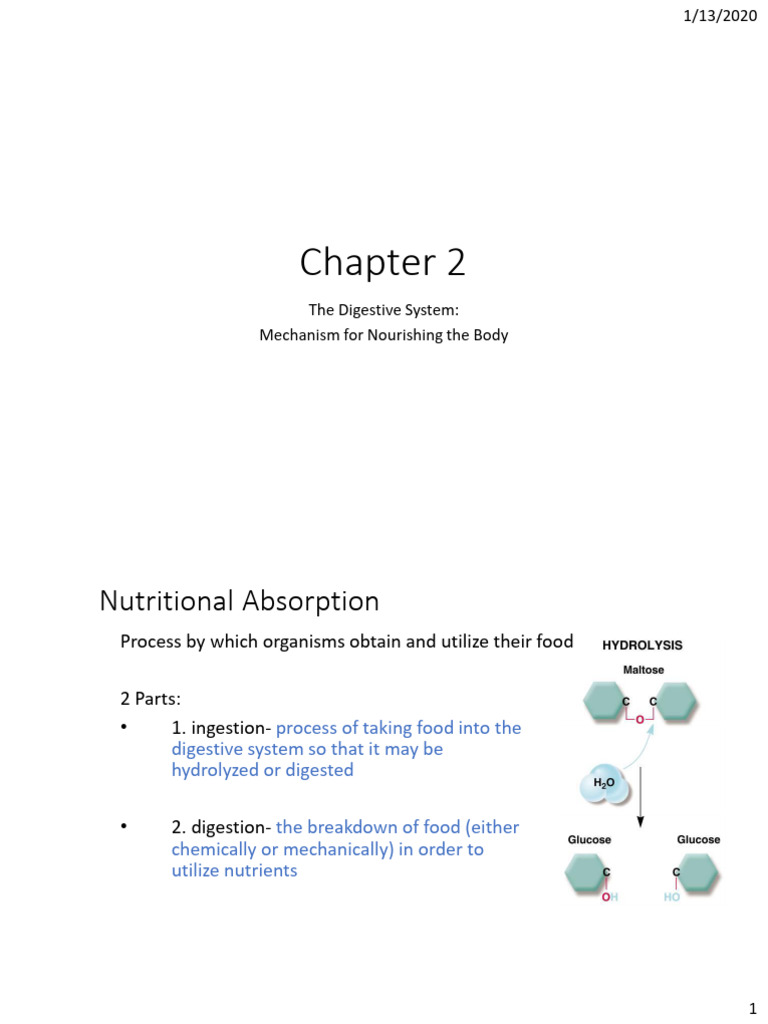 Chapter 2 - Digestive System | PDF | Stomach | Digestion
