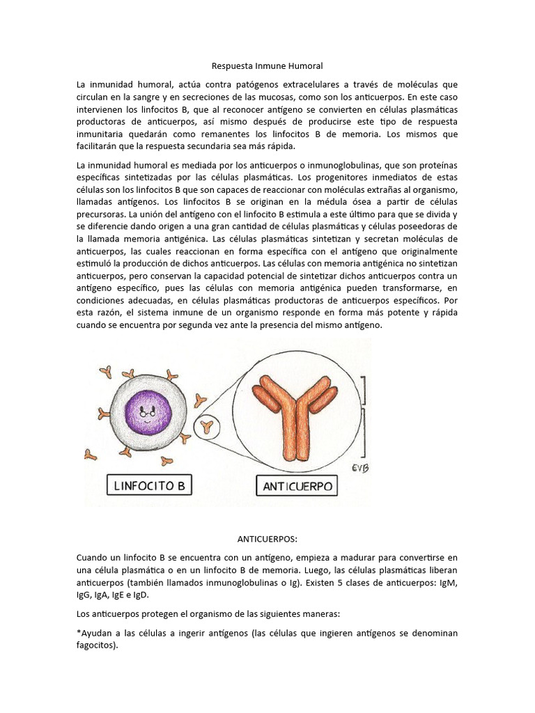 Inmunidad Humoral y Anticuerpos | PDF | Ciencia y matemáticas