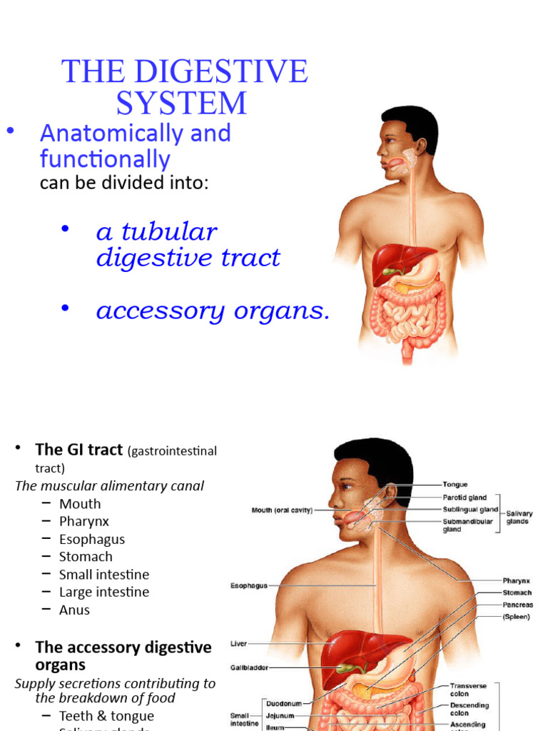 Digestive System | PDF | Human Tooth | Stomach