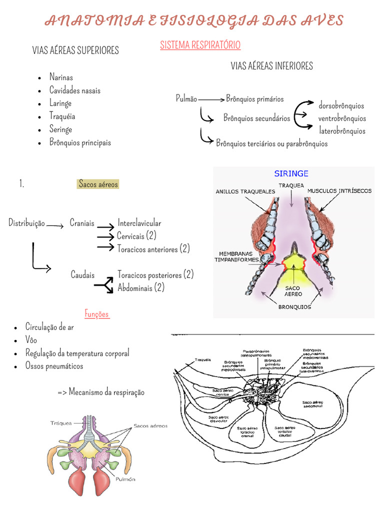 Anatomia e Fisiologia Das Aves | PDF