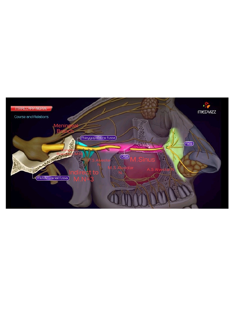 Maxillary Nerve | PDF