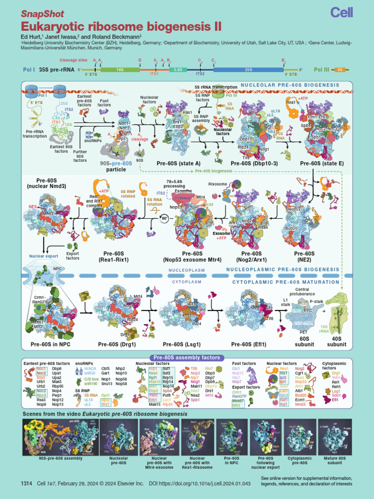 Ribosome assembly | PDF | Ribosomal Rna | Nucleic Acids