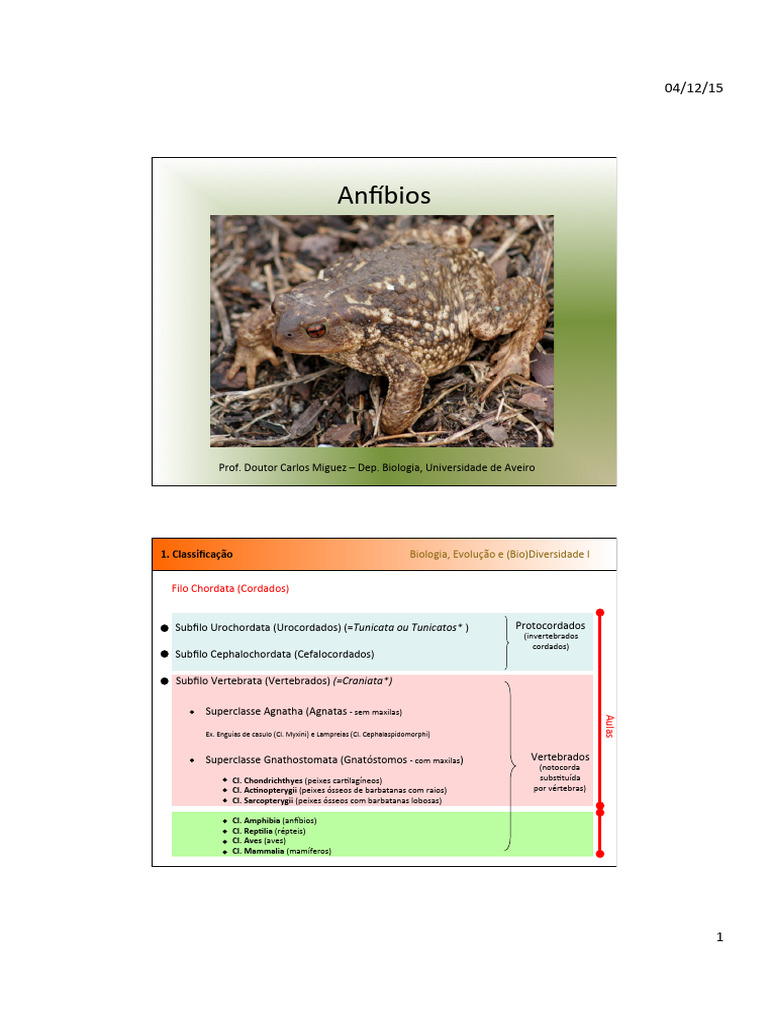 14 Anfíbios | PDF | Sapo | Biologia