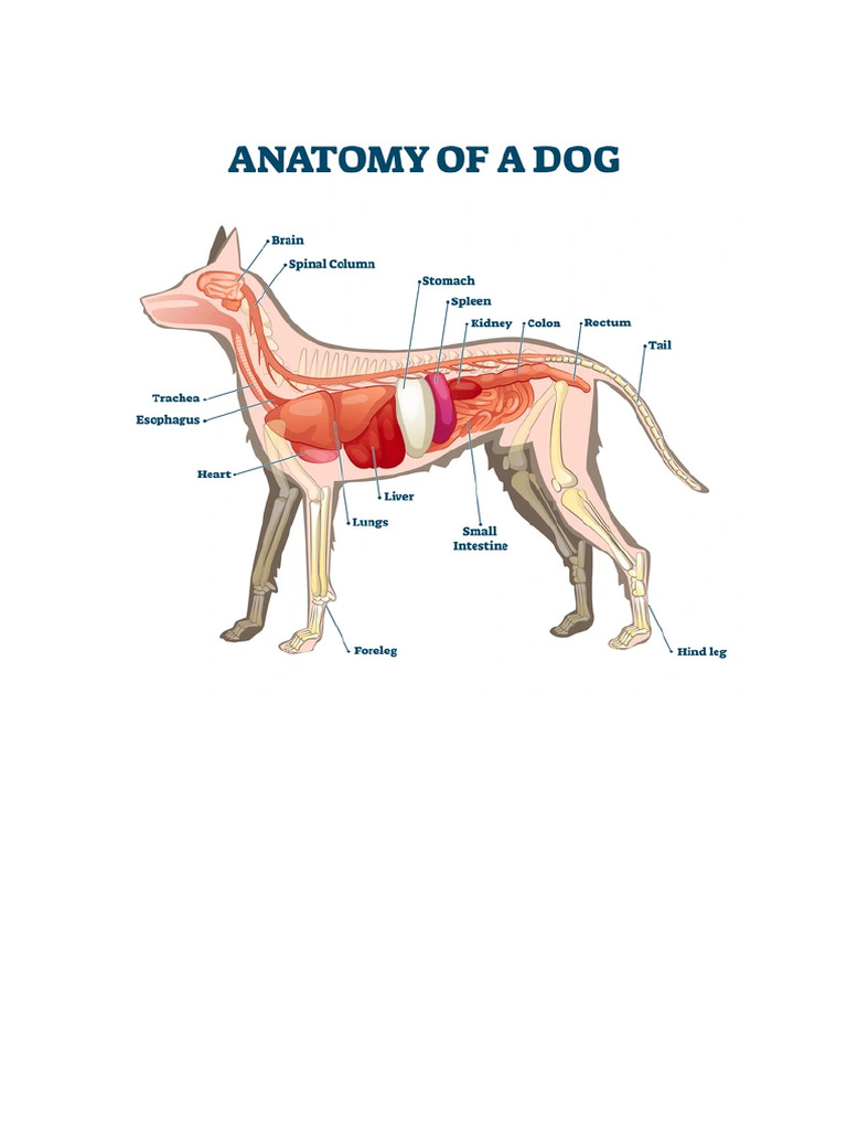 Anatomia Perro | PDF