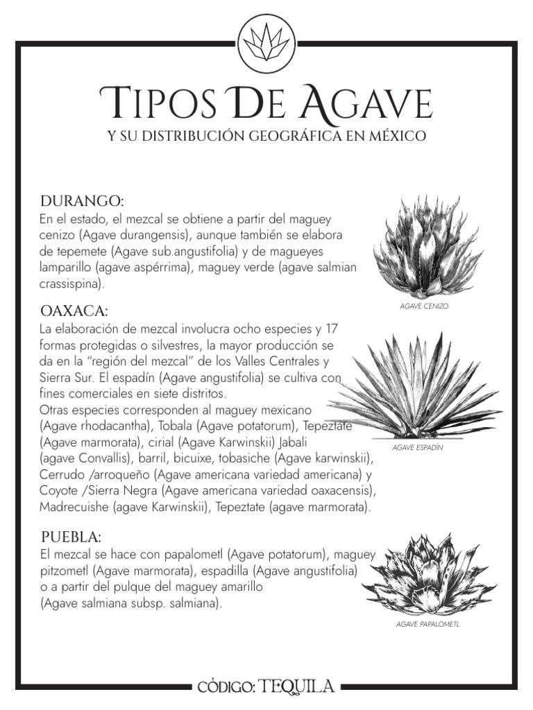 Tipos de Agave | PDF | Bebidas alcohólicas | Plantas
